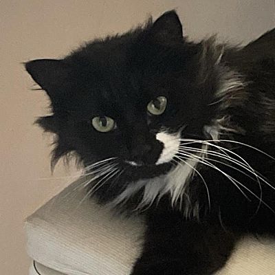 Toronto, ON - Domestic Mediumhair. Meet Mitski a Pet for Adoption ...