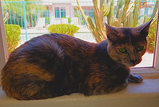 Phoenix, AZ - Calico. Meet Silhouette a Pet for Adoption - AdoptaPet.com