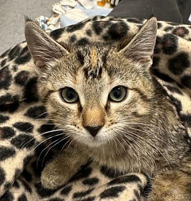 Sheboygan, WI - Domestic Shorthair. Meet Ellery a Pet for Adoption ...