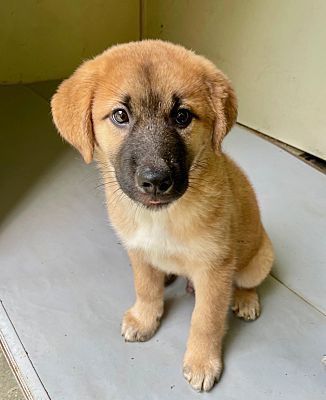 Los Angeles, CA - Jindo/Shepherd (Unknown Type). Meet San - IN LA!!! a ...