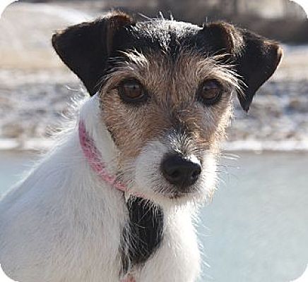 Waynesboro, VA - Jack Russell Terrier. Meet Nancy a Pet for Adoption ...
