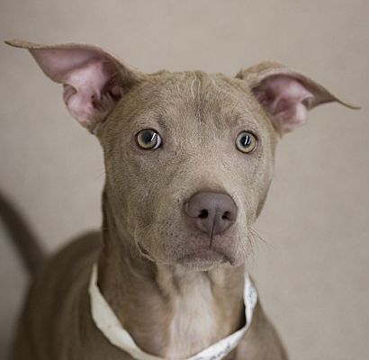 Birmingham, AL - Pit Bull Terrier. Meet Sandra a Pet for Adoption ...