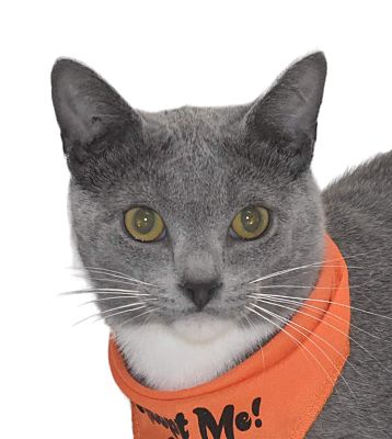 Springfield, OH - Domestic Shorthair. Meet Dewey a Pet for Adoption ...