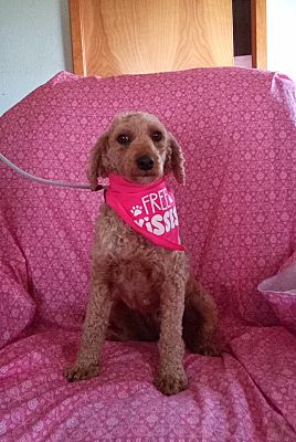 Windsor, MO - Poodle (Miniature). Meet SKIPPER a Pet for Adoption ...