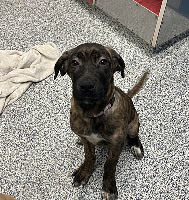 Golden, CO - Cane Corso/Anatolian Shepherd. Meet Bo Peep a Pet for ...