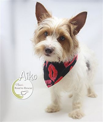 Benton, LA - Yorkie, Yorkshire Terrier. Meet Aiko a Pet for Adoption ...