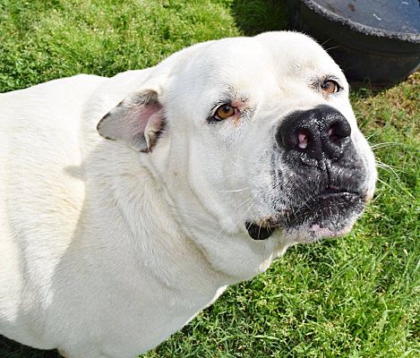 Iola, TX - Great Pyrenees/Bullmastiff. Meet Spot a Pet for Adoption ...