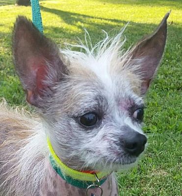 Lexington, KY - Chinese Crested. Meet Nala a Pet for Adoption ...