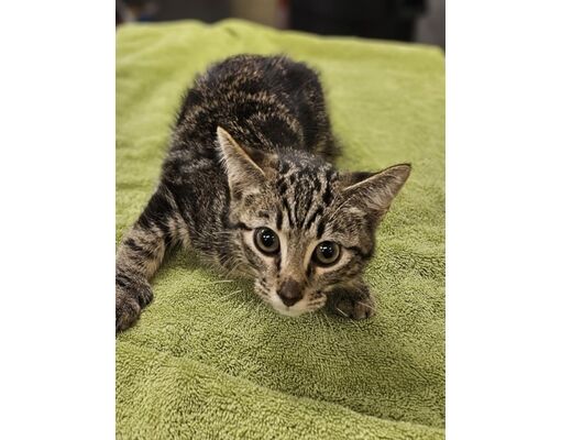 Independence, MO - Domestic Shorthair/Domestic Mediumhair. Meet Sequoia ...