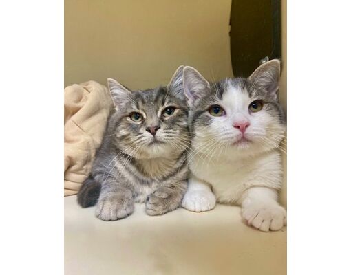 Bangor, ME - Domestic Mediumhair/Domestic Mediumhair. Meet Brutus~24/25 ...