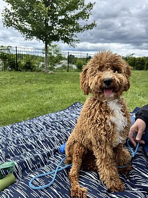 East Windsor, NJ - Poodle (Miniature). Meet Rio a Pet for Adoption ...