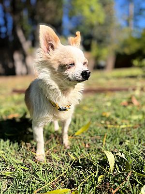 Redondo Beach, CA - Chihuahua/American Eskimo Dog. Meet Honey loves to ...