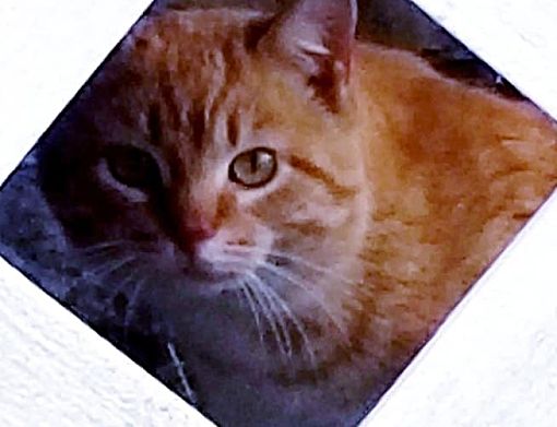 Springfield, OH - Domestic Mediumhair. Meet Shiloh a Pet for Adoption ...