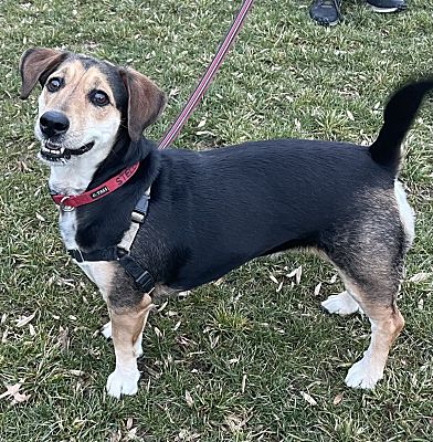 Philadelphia, PA - Basset Hound/Beagle. Meet Stella a Pet for Adoption ...
