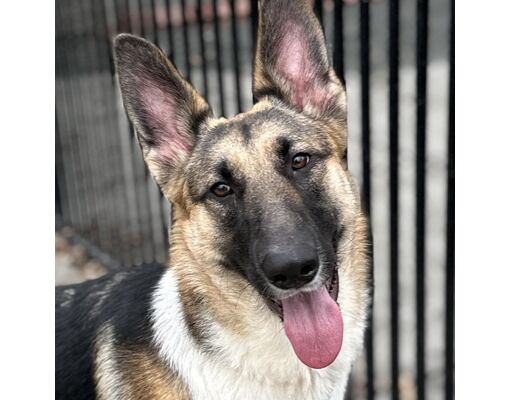 Pleasanton, CA - German Shepherd Dog/Mixed Breed (Medium). Meet Mabel ...