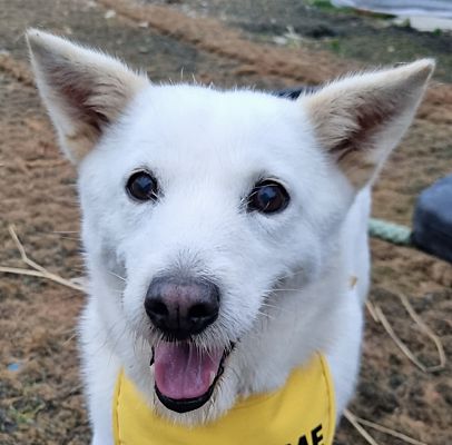 Los Angeles, CA - Jindo/Spitz (Unknown Type, Medium). Meet Avalon a Pet ...