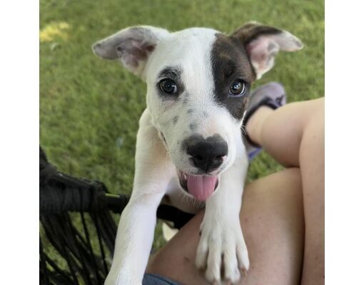 Coventry, RI - Catahoula Leopard Dog/Boxer. Meet Elmer a Pet for ...