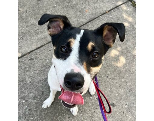 Morton Grove, IL - Beagle/Jack Russell Terrier. Meet Buster a Pet for ...