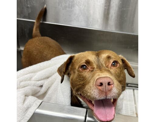 East Smithfield, PA - Mixed Breed (Medium). Meet Regina a Pet for ...