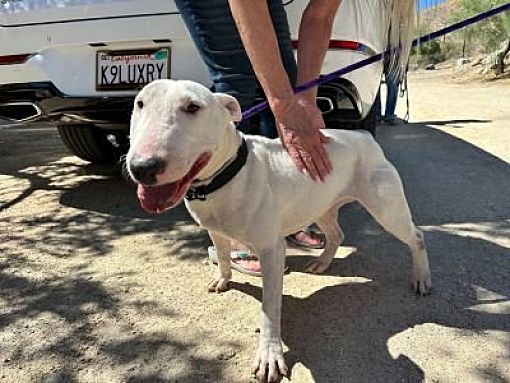 Palm Desert, CA - Bull Terrier. Meet MICHELLE a Pet for Adoption ...