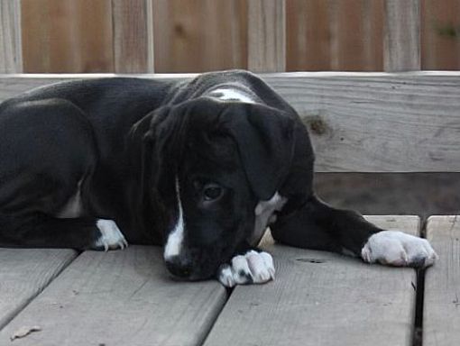 Columbia, SC - Doberman Pinscher/Plott Hound. Meet Ron a Pet for ...