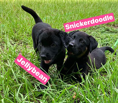 Brooksville, FL - Australian Shepherd. Meet Snickerdoodle and Jellybean ...