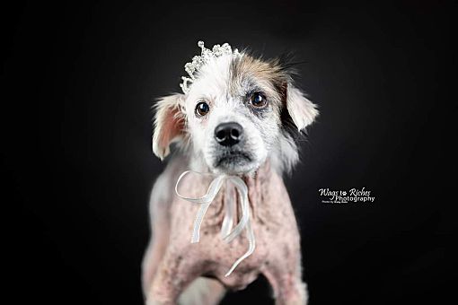 Huntsville, AL - Chinese Crested/Cocker Spaniel. Meet Glory a Pet for ...