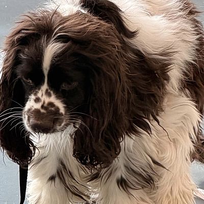 Long Island City, NY - Cocker Spaniel. Meet Toffee a Pet for Adoption ...