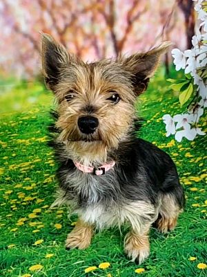 Oakland, MI - Yorkie, Yorkshire Terrier. Meet Leela a Pet for Adoption ...