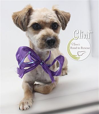 Benton, LA - Yorkie, Yorkshire Terrier/Poodle (Miniature). Meet Clint a ...