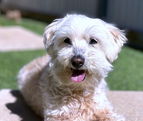 Columbus, OH - Cockapoo/Poodle (Miniature). Meet Newton a Pet for ...