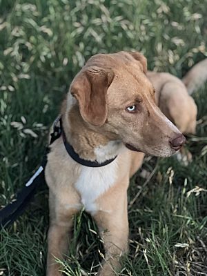 San Antonio, TX - Golden Retriever/Husky. Meet Hercules a Pet for ...