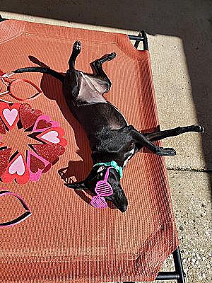 Philadelphia, PA - Beagle/Terrier (Unknown Type, Medium). Meet Shirley ...