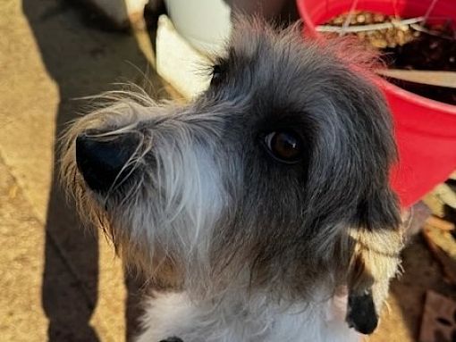 Salt Lake City, UT - Petit Basset Griffon Vendeen. Meet Tinker Bell ...