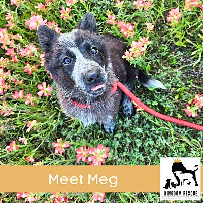 Luling, TX - Blue Heeler/Labrador Retriever. Meet Meg a Pet for ...