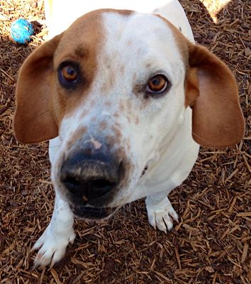 Blue Ridge, GA - Basset Hound/Jack Russell Terrier. Meet Charlie a Pet ...