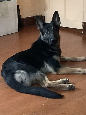 Woodlawn, MD - German Shepherd Dog. Meet Enura a Pet for Adoption ...