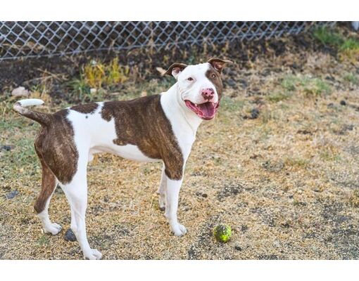 Denver, CO - Bull Terrier. Meet SNOOPY a Pet for Adoption - AdoptaPet.com