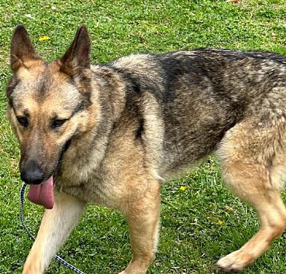 Yorkville, IL - German Shepherd Dog. Meet Layla a Pet for Adoption ...