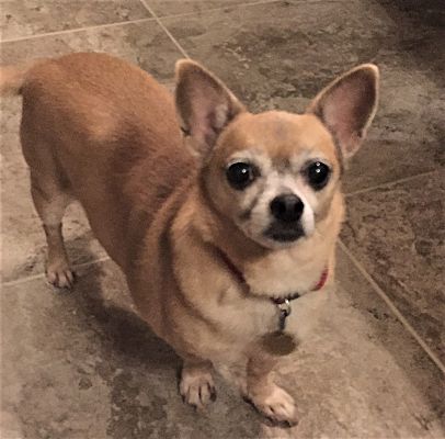 Westport, CT - Chihuahua. Meet Prissy a Pet for Adoption - AdoptaPet.com