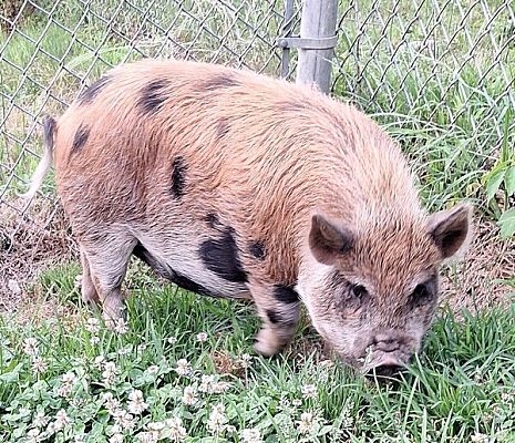 Dallas, GA - Pig (Farm). Meet 23-05-1477 a Pet for Adoption - AdoptaPet.com