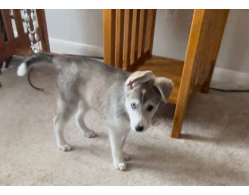 Houston, TX - Alaskan Klee Kai/Mixed Breed (Medium). Meet Comet a Pet ...
