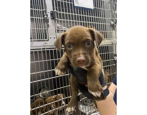 Baton Rouge, LA - American Pit Bull Terrier/Mixed Breed (Medium). Meet ...