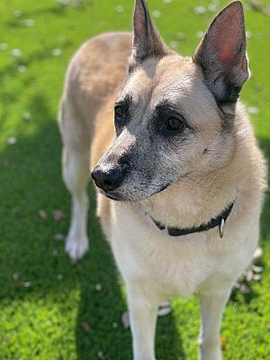 Portland, OR - Belgian Malinois/Shepherd (Unknown Type). Meet Nala 2022 ...