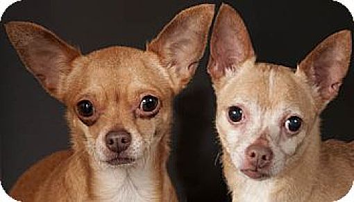 Chicago, IL - Chihuahua. Meet Mini & Chico a Pet for Adoption ...