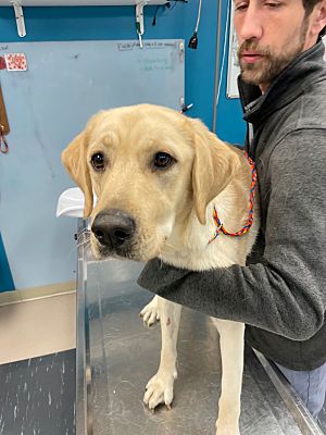 Vineland, NJ - Labrador Retriever. Meet Nugget a Pet for Adoption ...