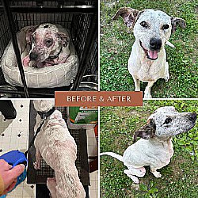 Leesburg, VA - Boxer/Blue Heeler. Meet Gus a Pet for Adoption ...