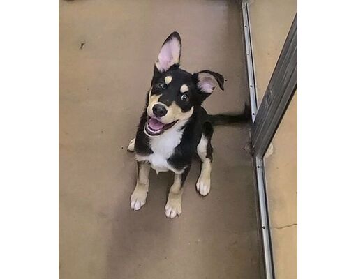 Phoenix, AZ - Alaskan Klee Kai/Mixed Breed (Medium). Meet Agave a Pet ...