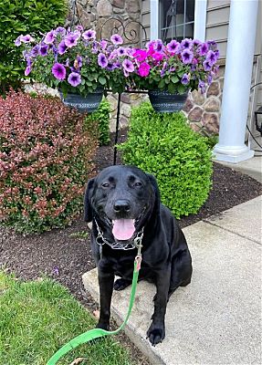 Baltimore, MD - Labrador Retriever. Meet Scout a Pet for Adoption ...