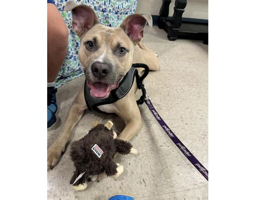 Palmetto, FL - Mixed Breed (Medium). Meet KOBY TEETH a Pet for Adoption ...